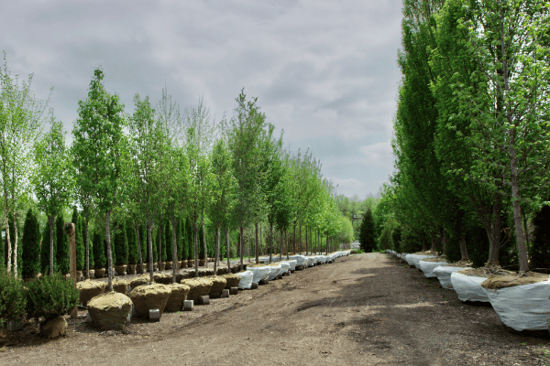 Supplier Spotlight: Green Acres Tree Farm