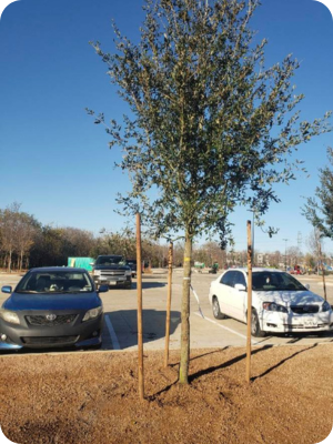 Planting the Future: Sourcing at Scale for Intel’s Cardinal Campus